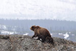 The Brown Bear in the Pyrenees - The Adventure Creators