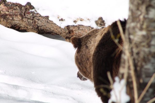 Bear Tracking Wildlife Holiday - The Adventure Creators
