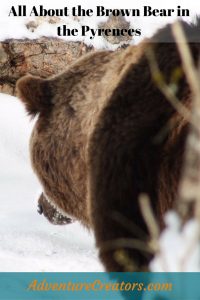 The Brown Bear in the Pyrenees - The Adventure Creators