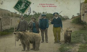 The Brown Bear in the Pyrenees - The Adventure Creators