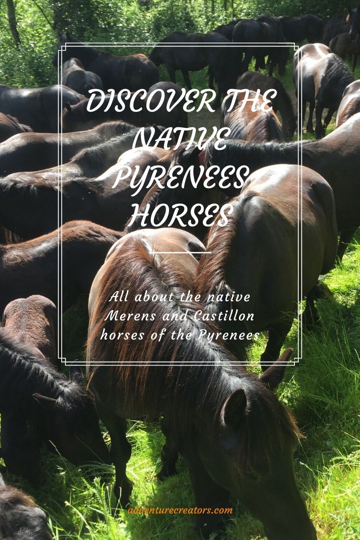Native Horses of the Pyrenees - The Adventure Creators